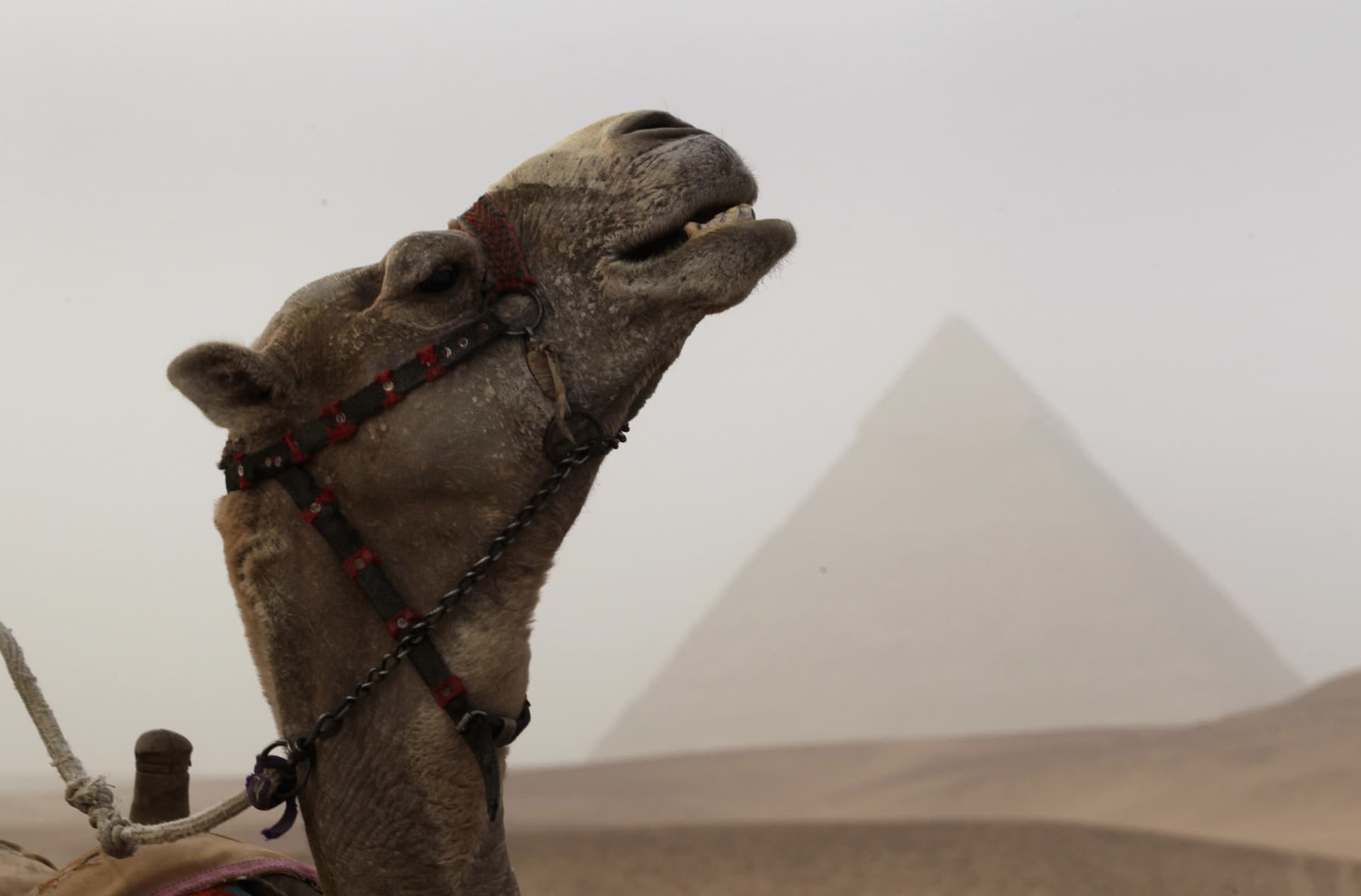 Ancient Egypt: Scientists find evidence of natural disasters that ...