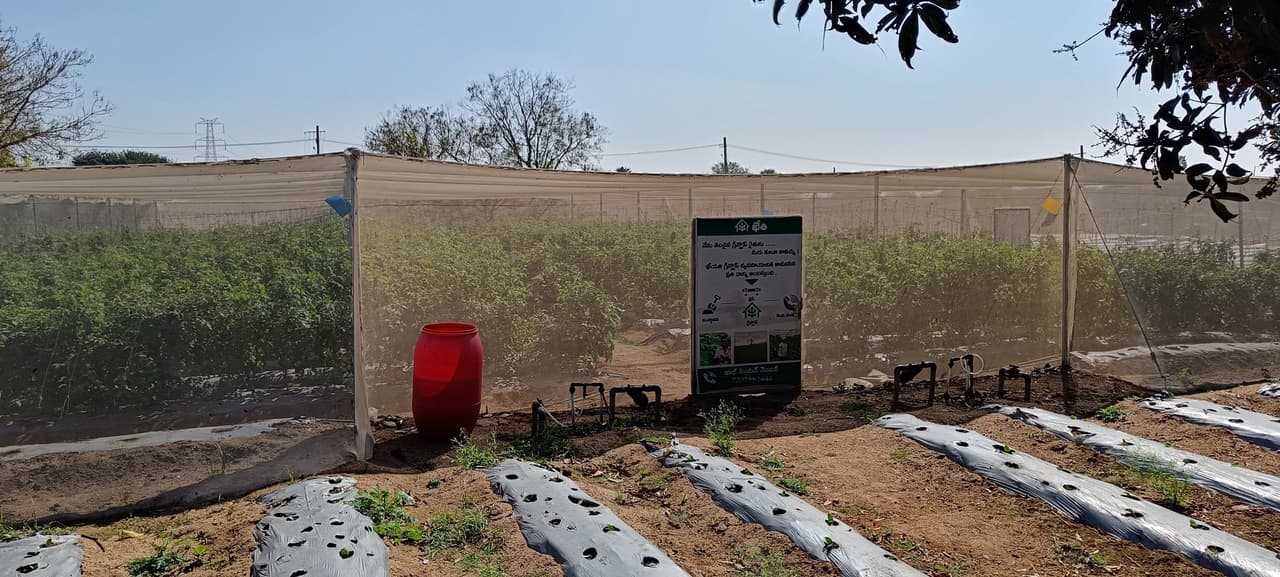 This greenhouse innovation helps farmers in India cope with climate ...