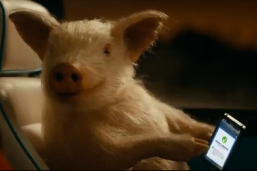 Feral pig gets drunk, picks fight with cow and passes out under tree ...